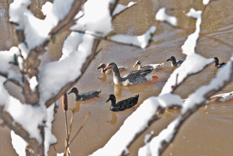 The Benefits of Raising Ducks - Grit
